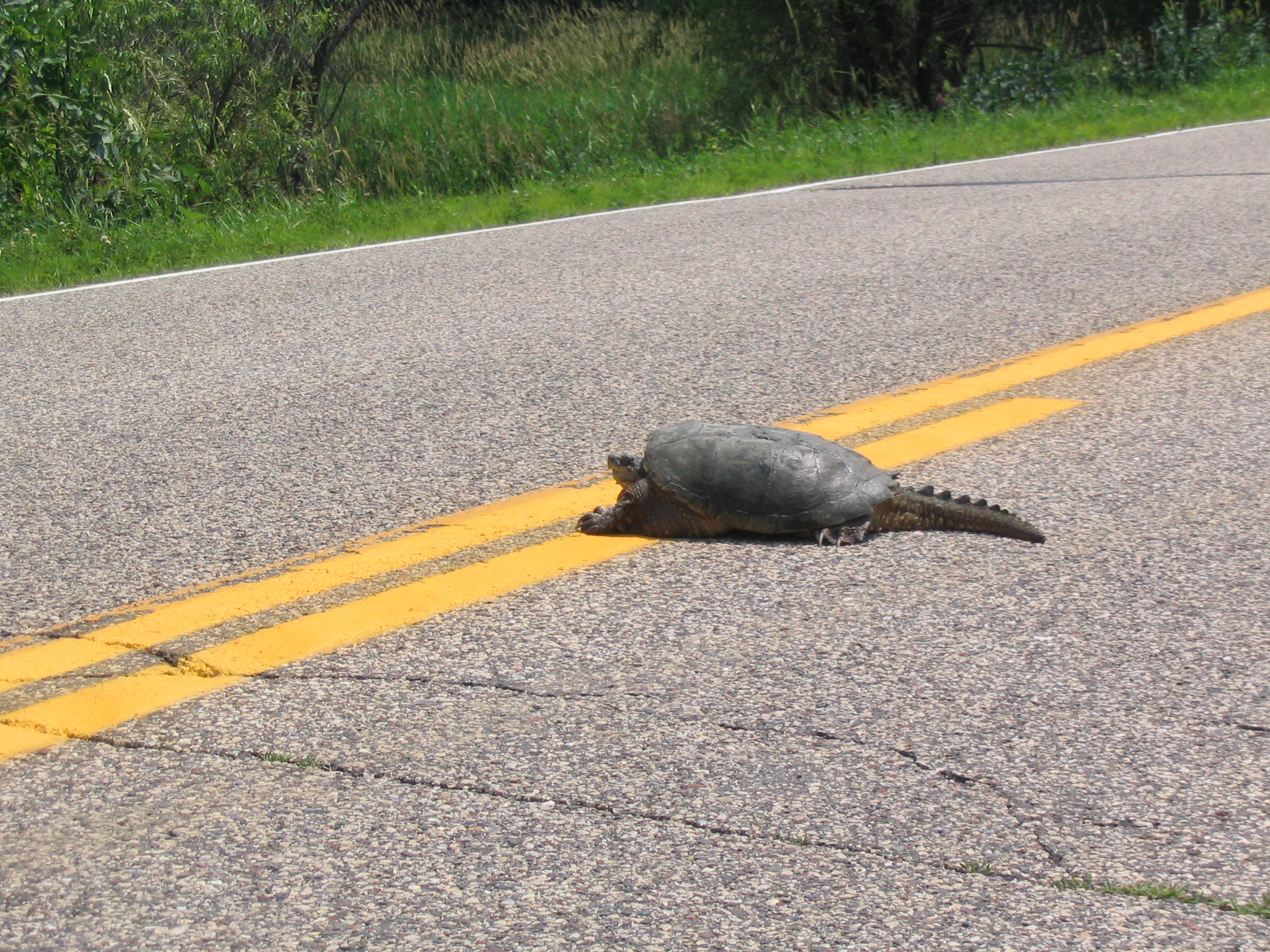 Safe passage for turtles near Big Marine Lake – East Metro Water