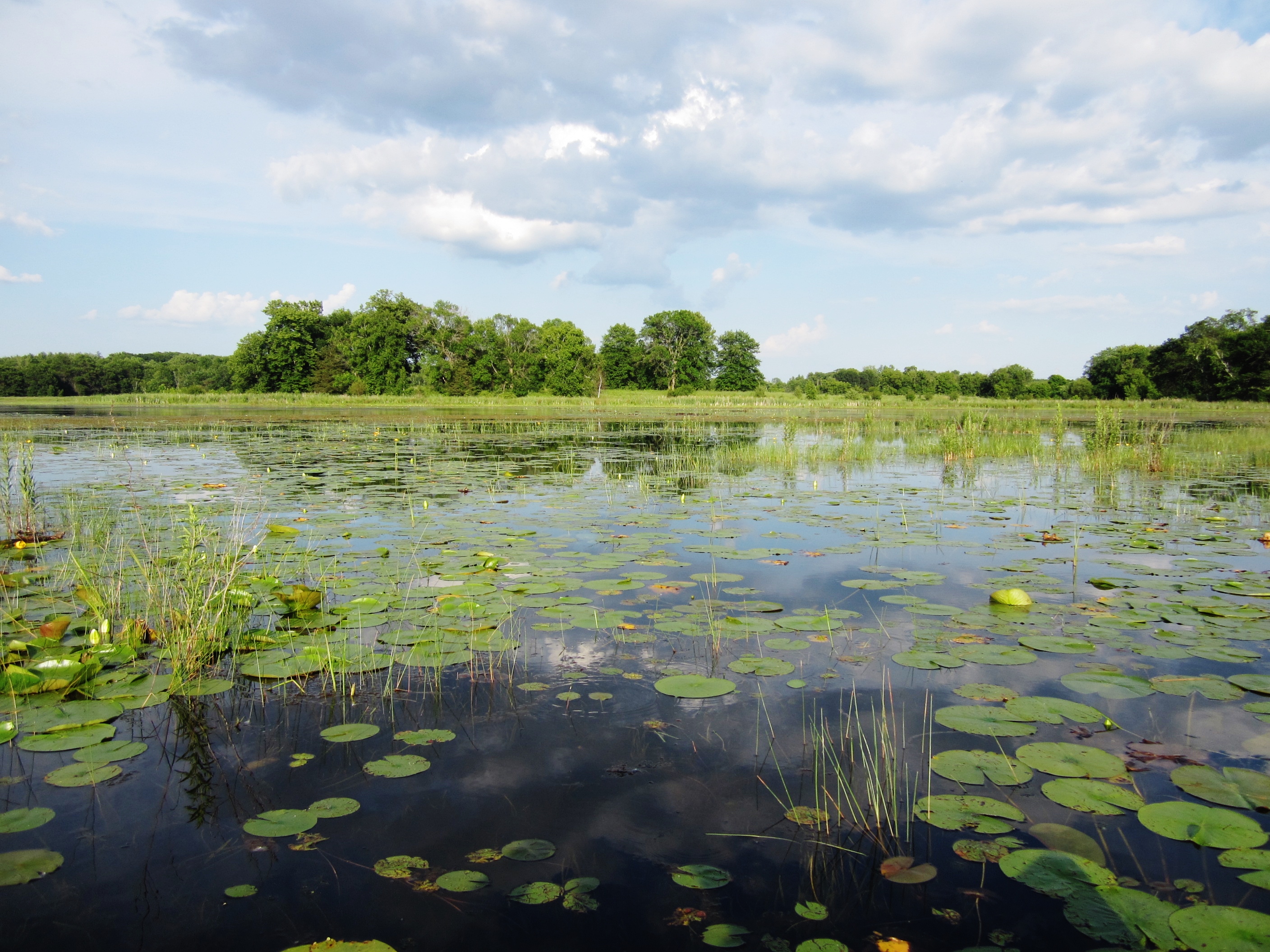 Keeping the fish happy in 10,000 lakes – East Metro Water