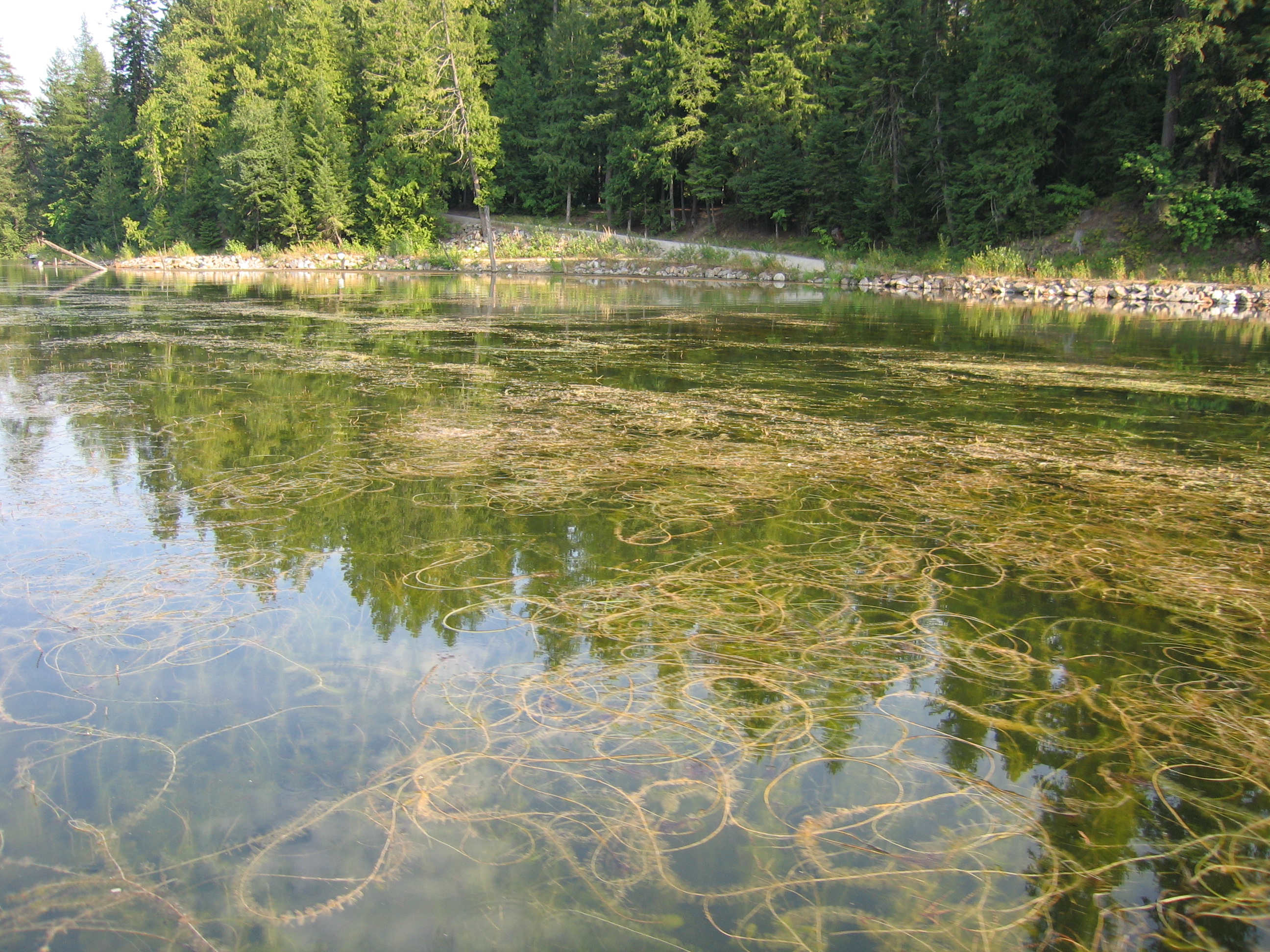 Breaking Eurasian watermilfoil’s stranglehold on Minnesota Lakes – East ...