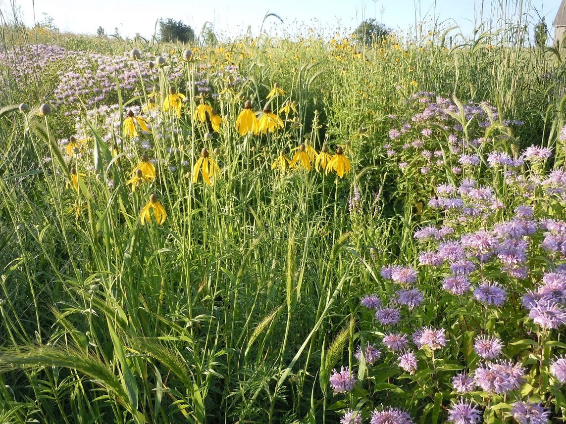 Maintaining Your New Native Planting – East Metro Water