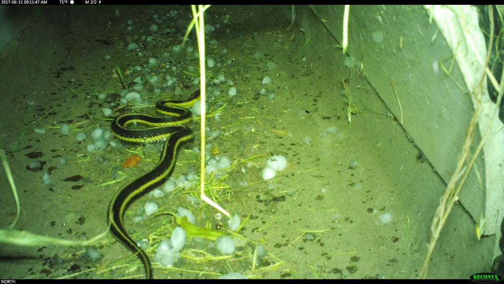 Turtle Tunnel Provides a Rare Glimpse Into the Secret Lives of Wildlife ...