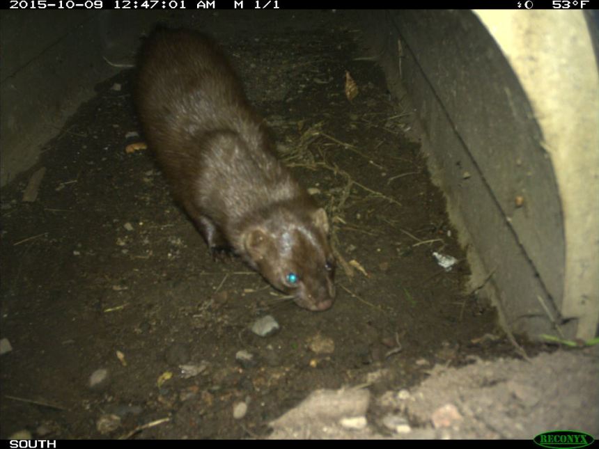 Turtle Tunnel Provides a Rare Glimpse Into the Secret Lives of Wildlife ...
