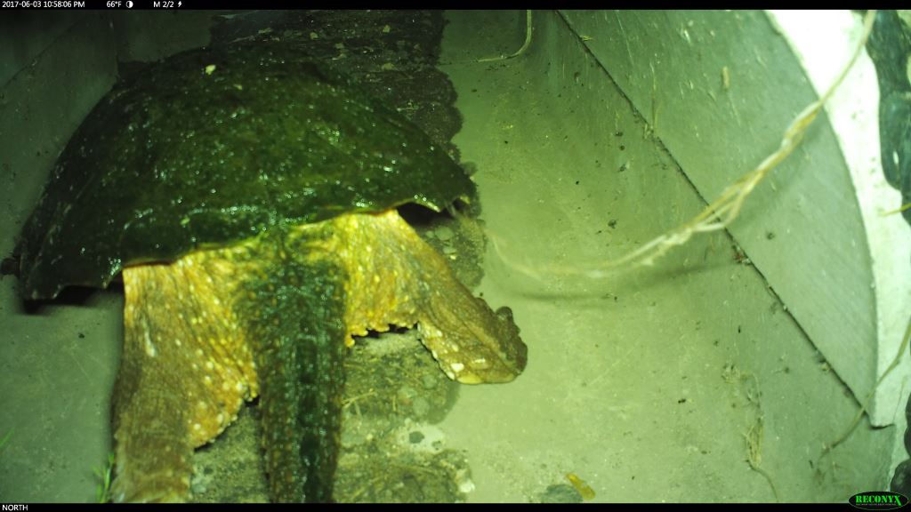 Turtle Tunnel Provides a Rare Glimpse Into the Secret Lives of Wildlife ...