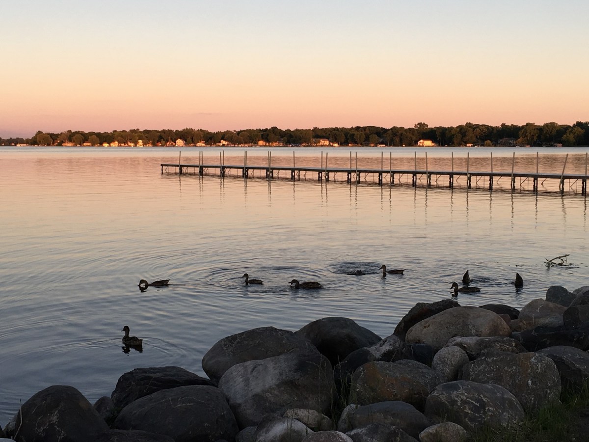 Aquatic life in Forest Lake – The good, the bad, and the ugly – East ...