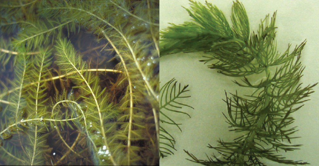 Breaking Eurasian watermilfoil’s stranglehold on Minnesota Lakes – East ...