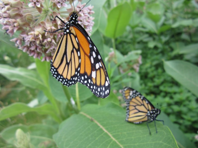 Putting Down Roots in the Prairie – East Metro Water