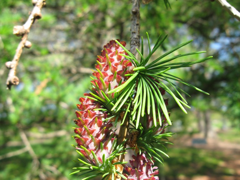 Tip-toeing through the Tamaracks – East Metro Water