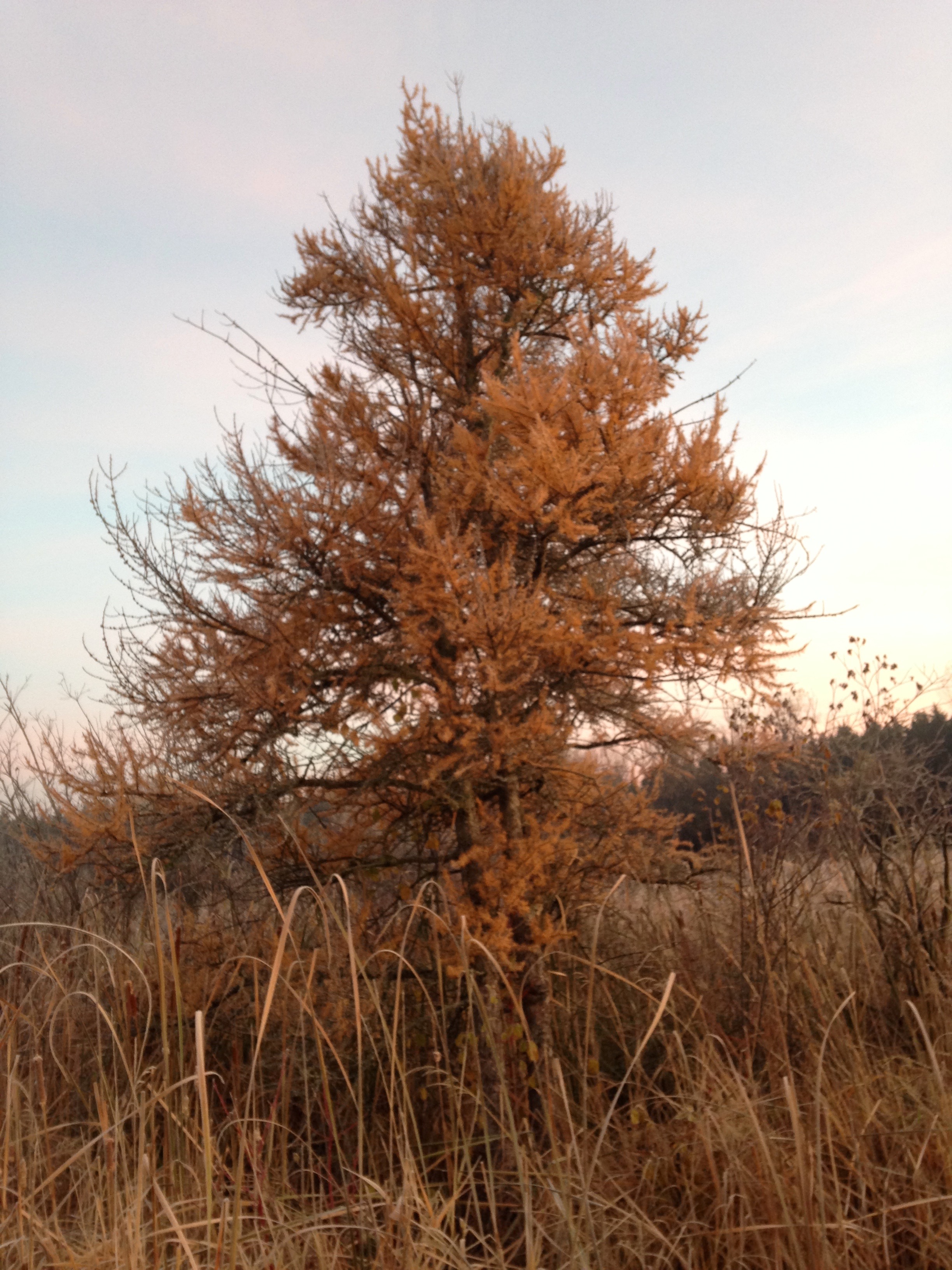 Tip-toeing through the Tamaracks – East Metro Water