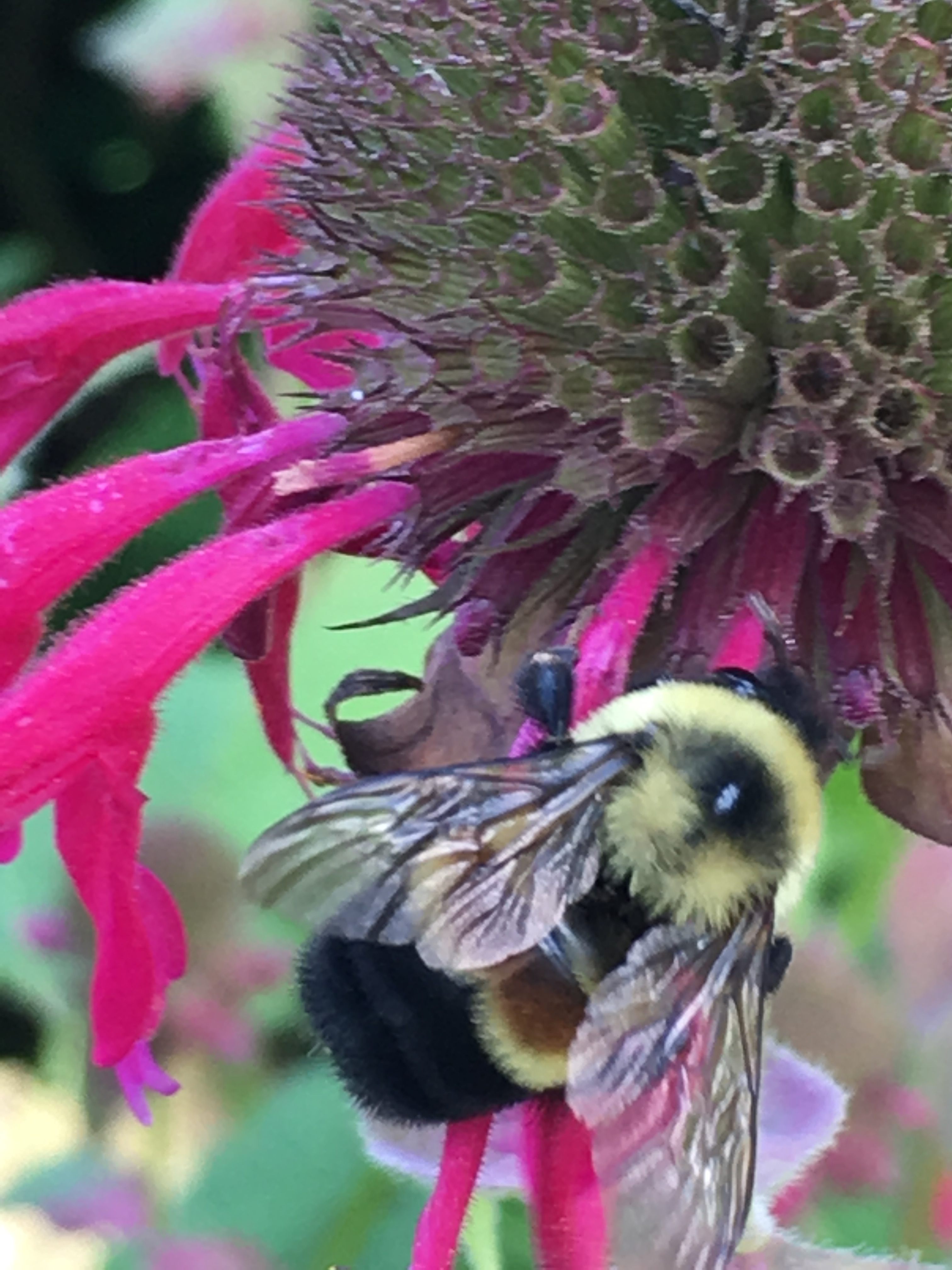Create pockets of habitat with native plants – East Metro Water