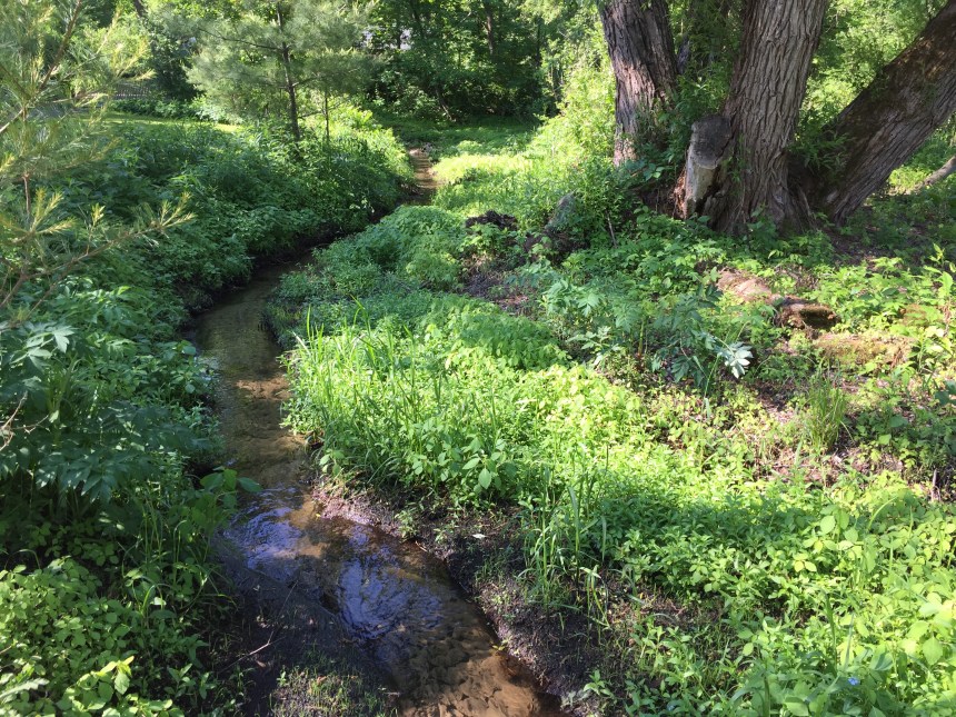 Marine residents rally to restore neighborhood stream – East Metro Water