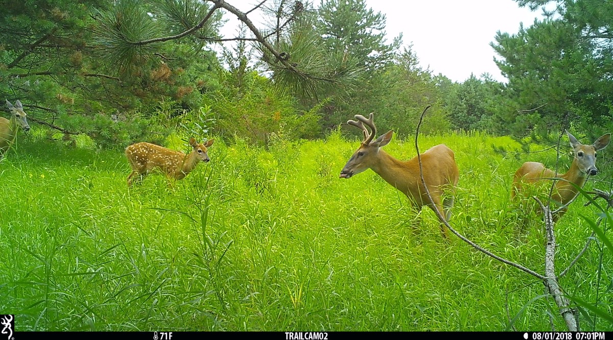 Strange facts about two of Minnesota’s favorite comeback animals – East ...