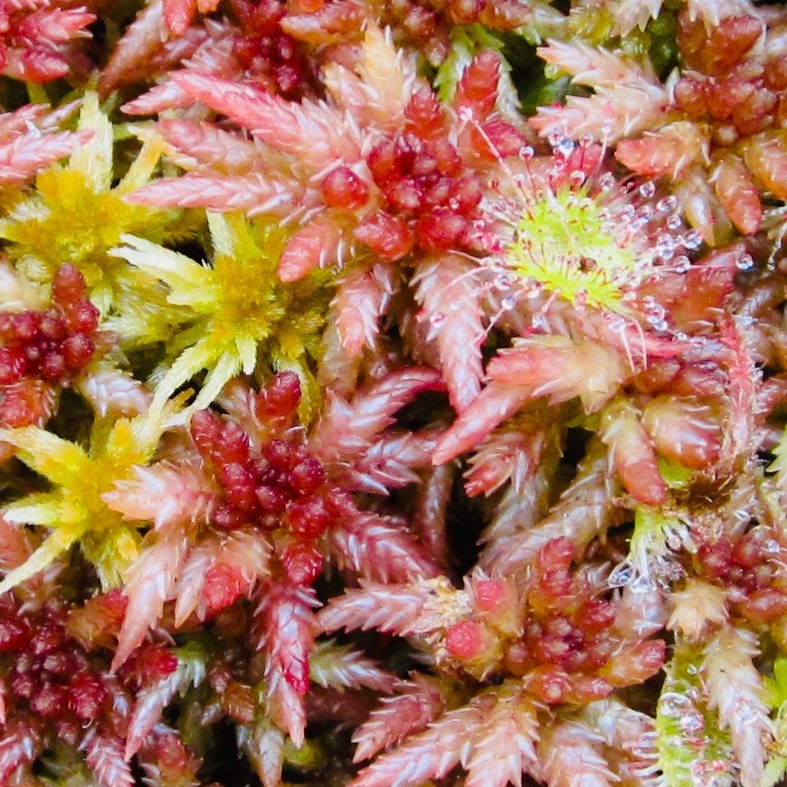 Rainy days and velvet moss – East Metro Water