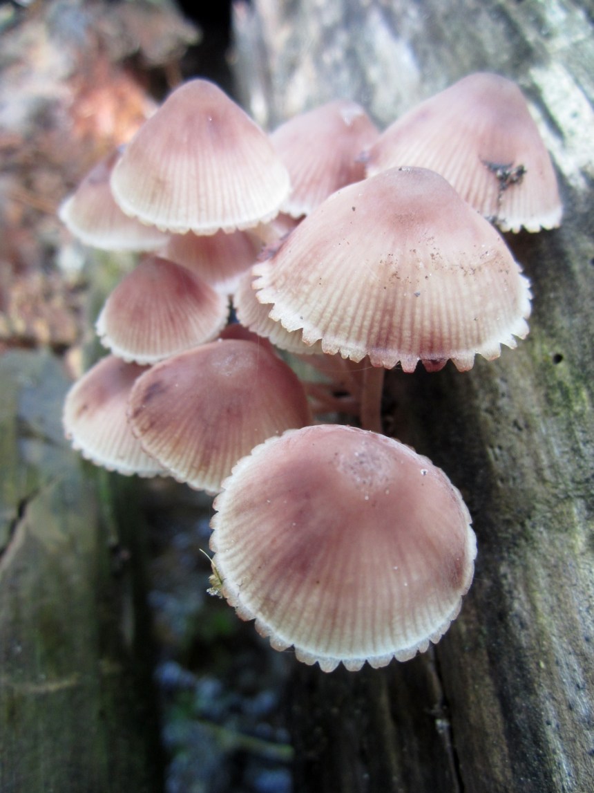 Ode to a an old dead log – East Metro Water