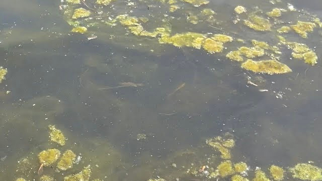 Dead fish and green water? – East Metro Water