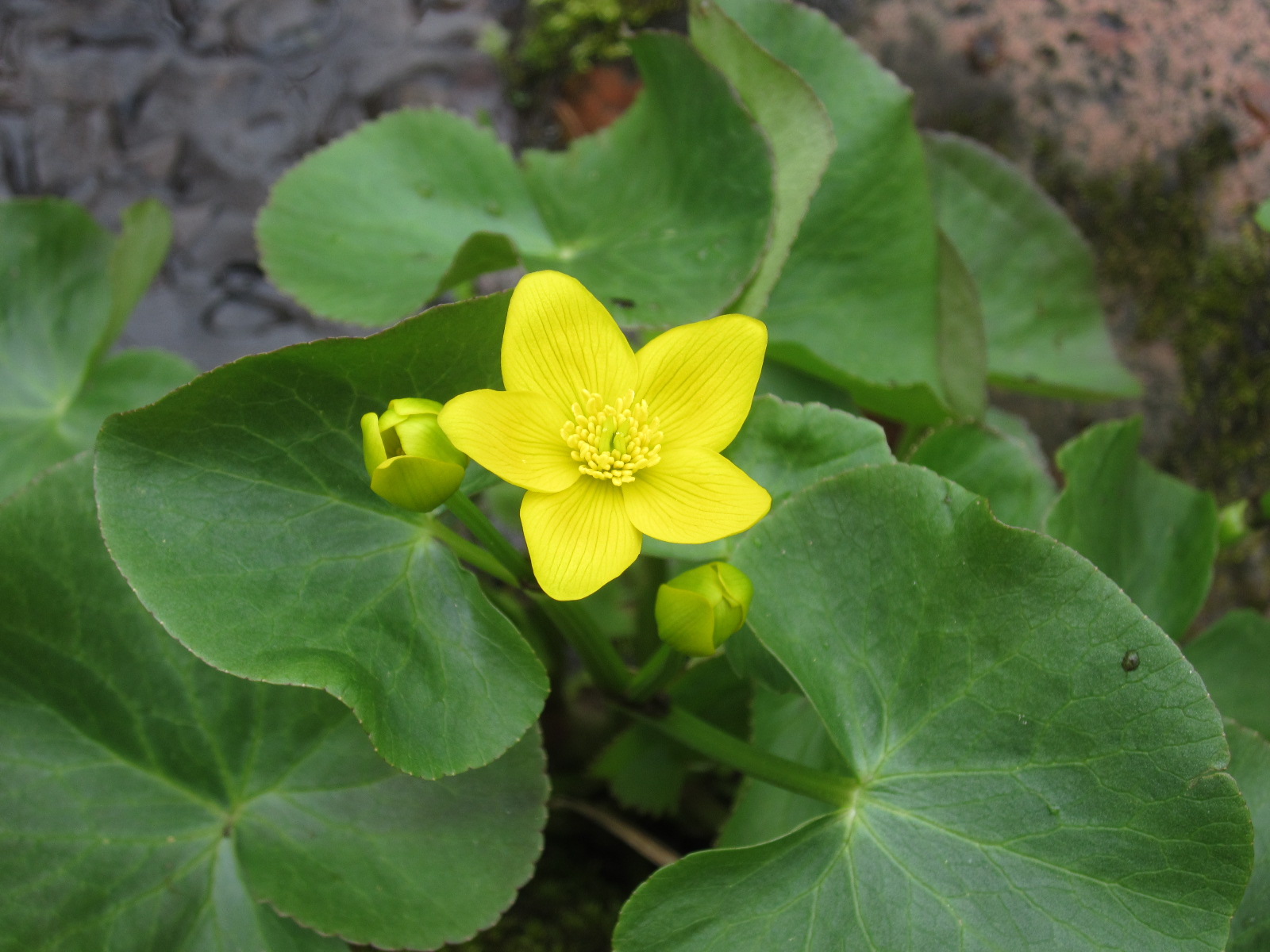 A flower’s fleeting charm – East Metro Water