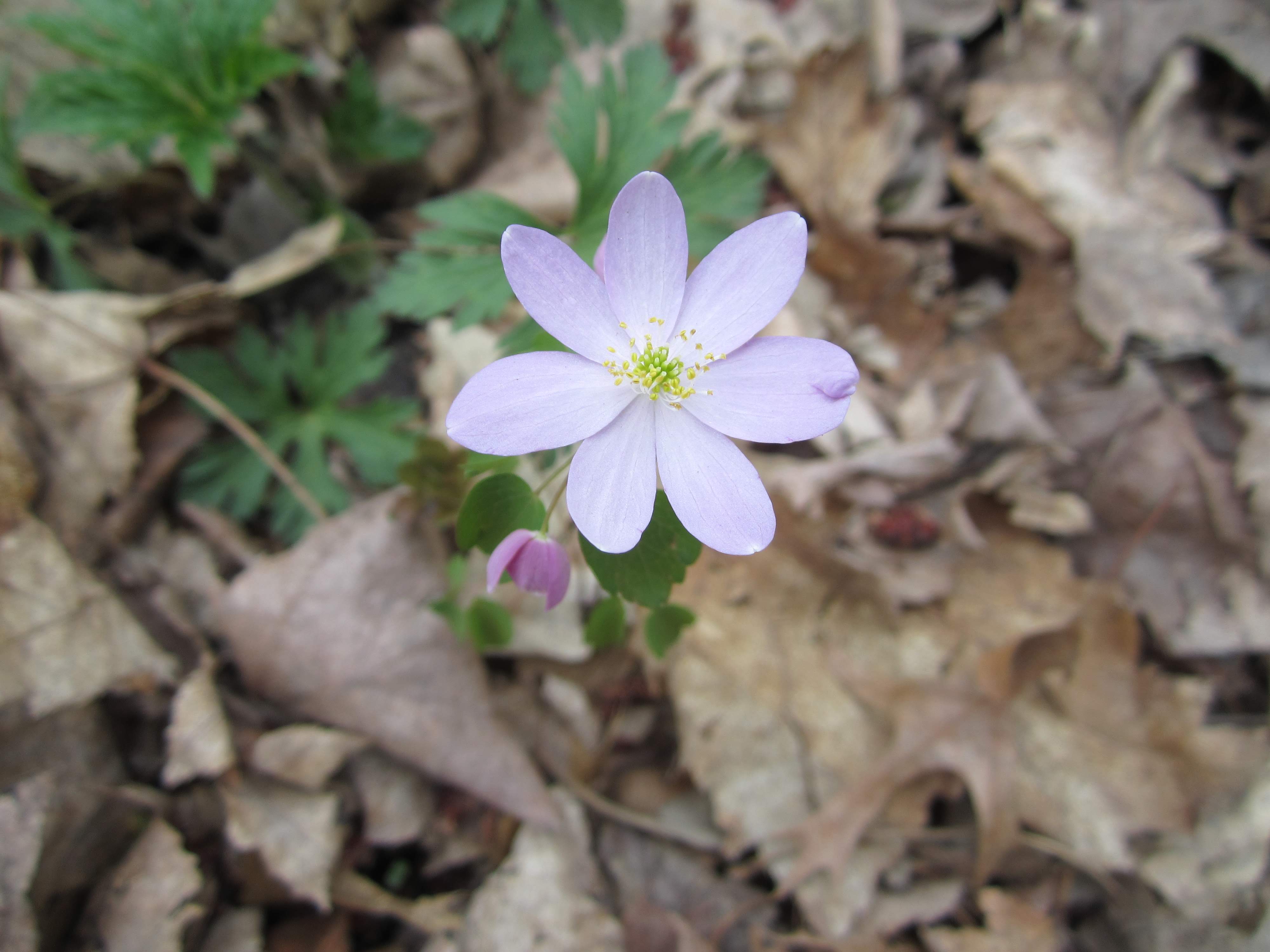 Transformation underway at Sunfish Lake Park – East Metro Water