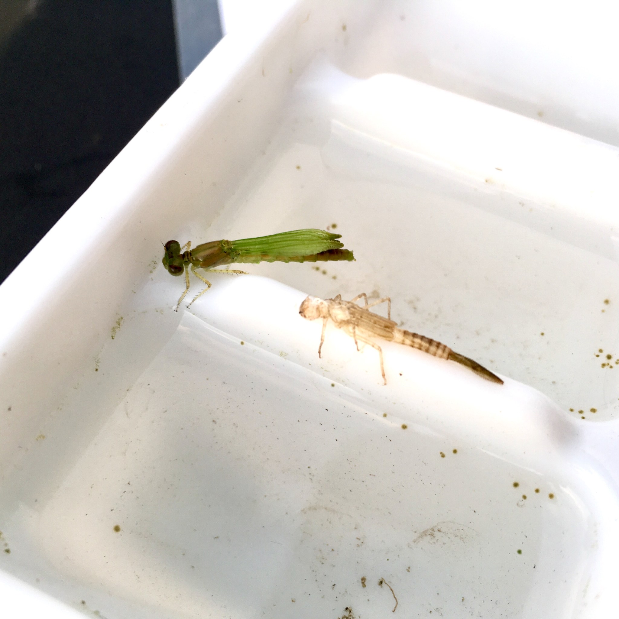 Can that baby dragon fly? – East Metro Water