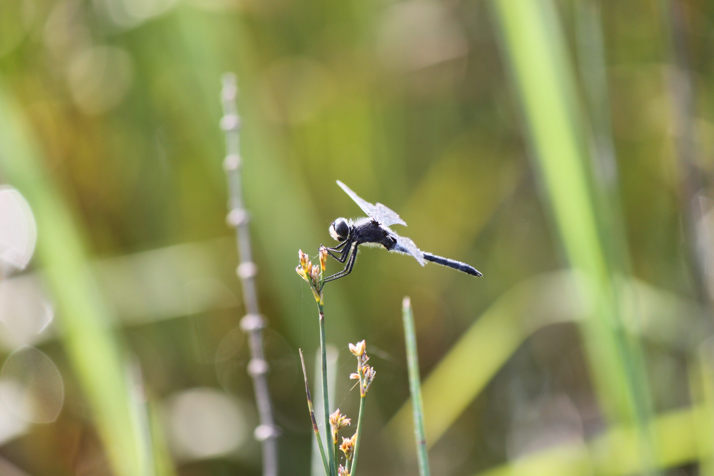 Can that baby dragon fly? – East Metro Water