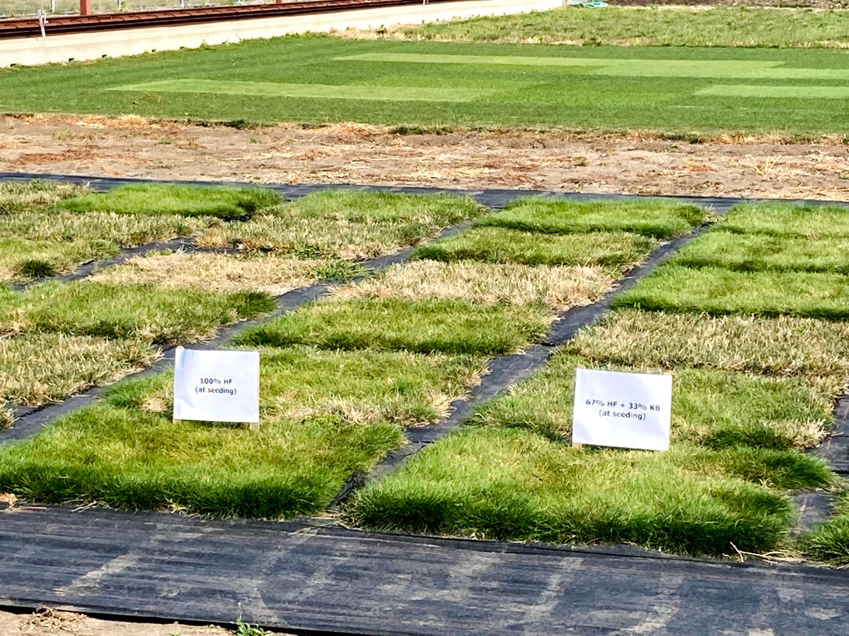 Hard Fescue and SMART Controllers Allow for Green Grass with Less Water ...