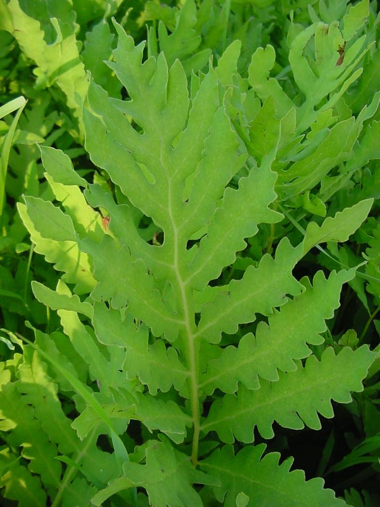 Wetland in your yard? – East Metro Water