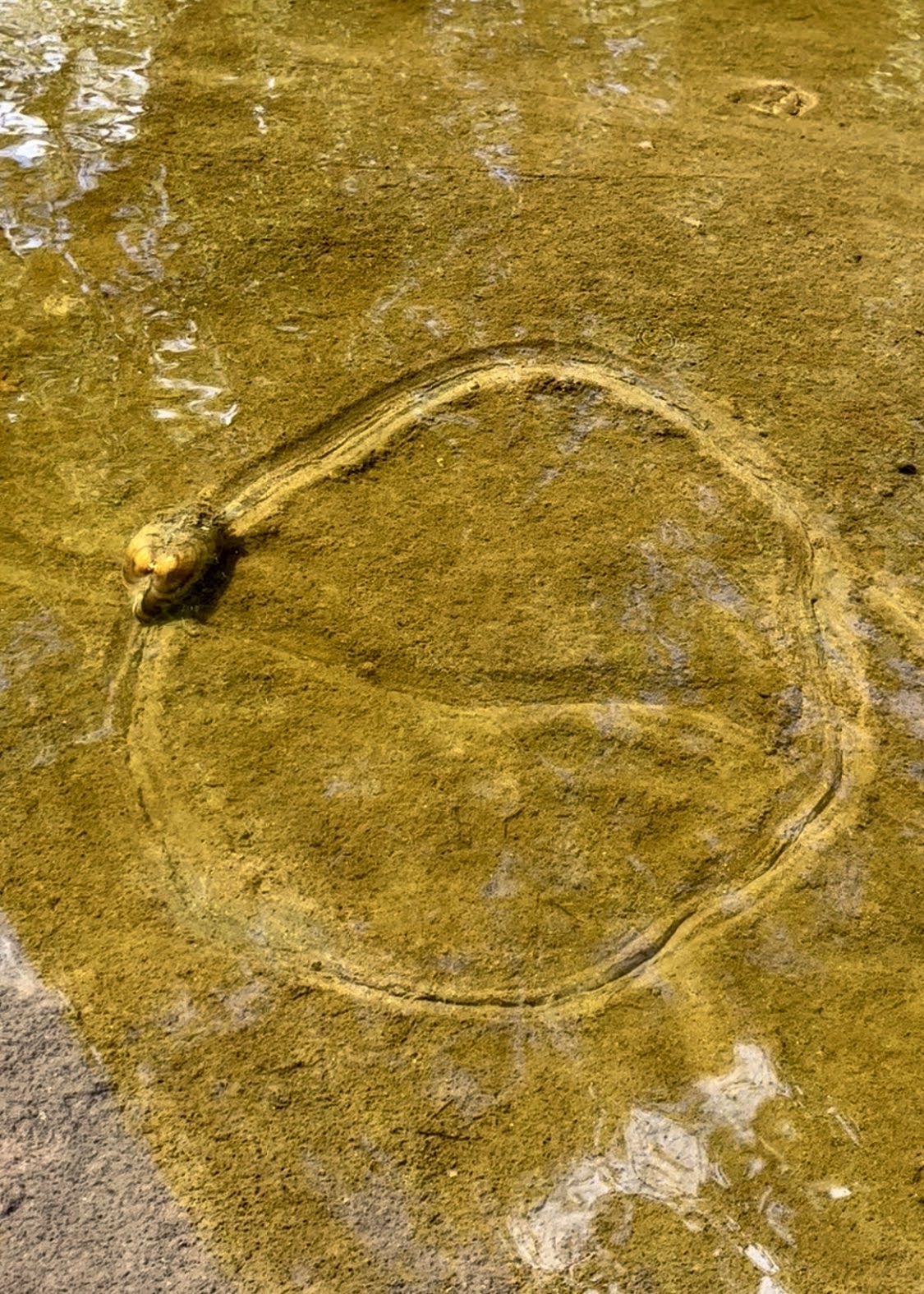Mysterious creatures of the St. Croix River – East Metro Water