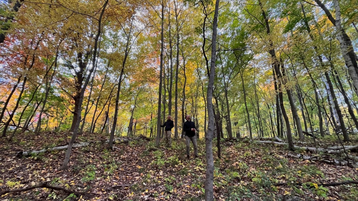 Walking in the woods – new initiatives to grow and tend the forests in Washington County – East ...