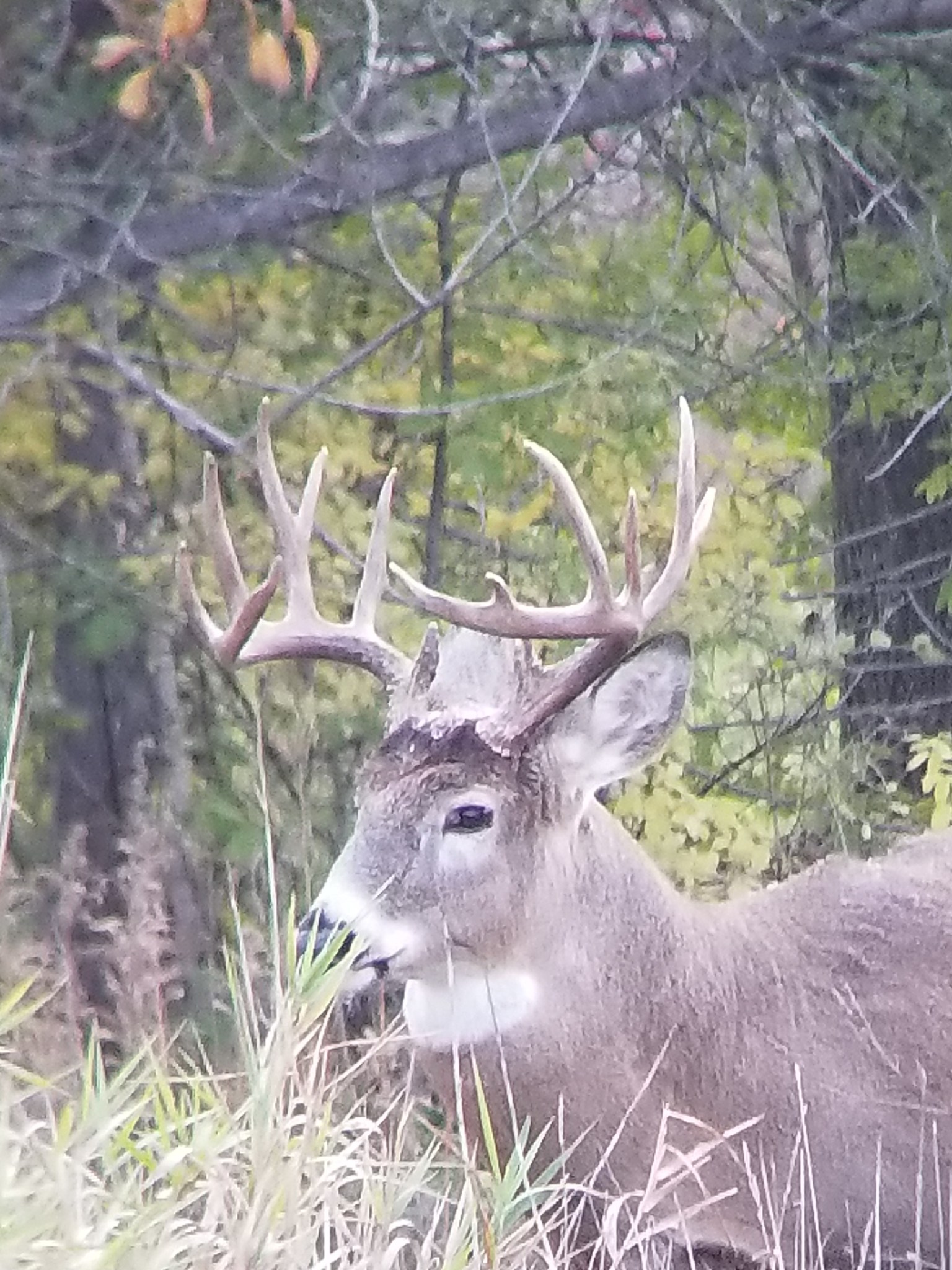 Strange facts about two of Minnesota’s favorite comeback animals – East ...