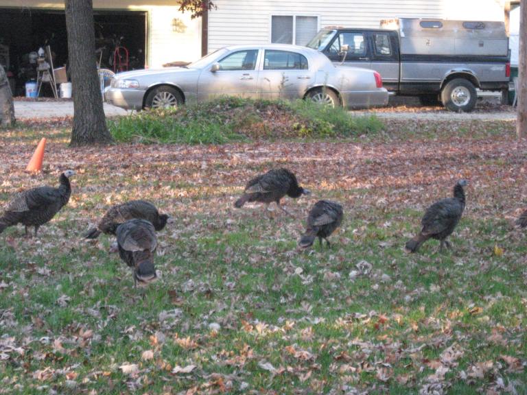 Strange facts about two of Minnesota’s favorite comeback animals – East ...