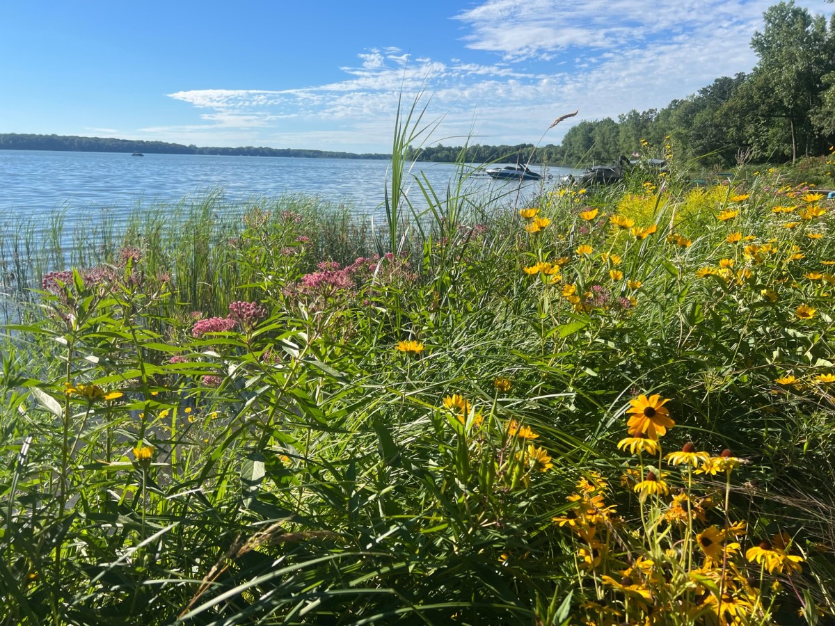 A healthy shore is a happy lake – East Metro Water