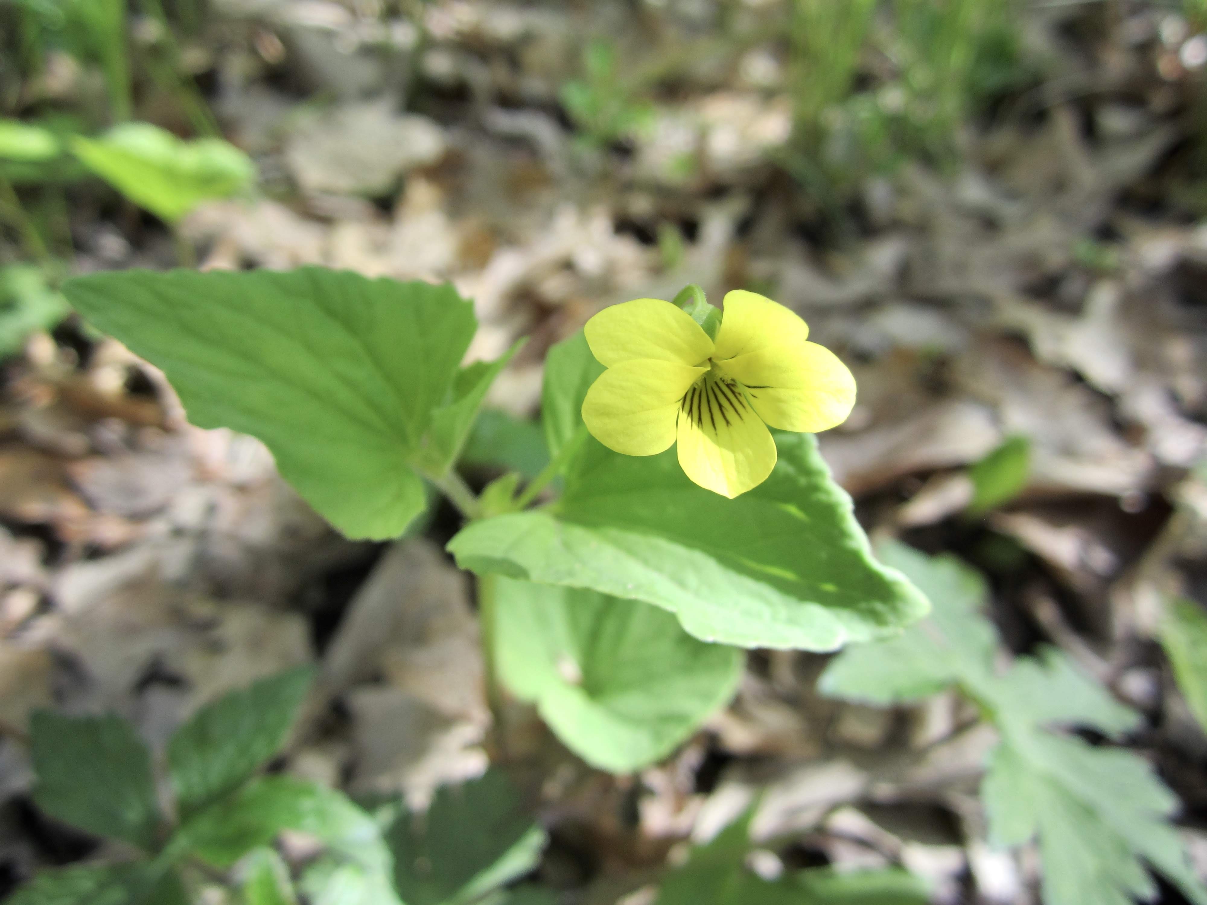 Native Gardens for Sun and Shade – East Metro Water