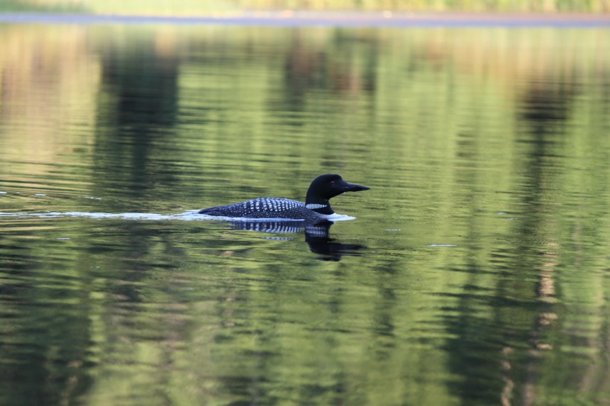 Feeling Loony in Forest Lake – East Metro Water