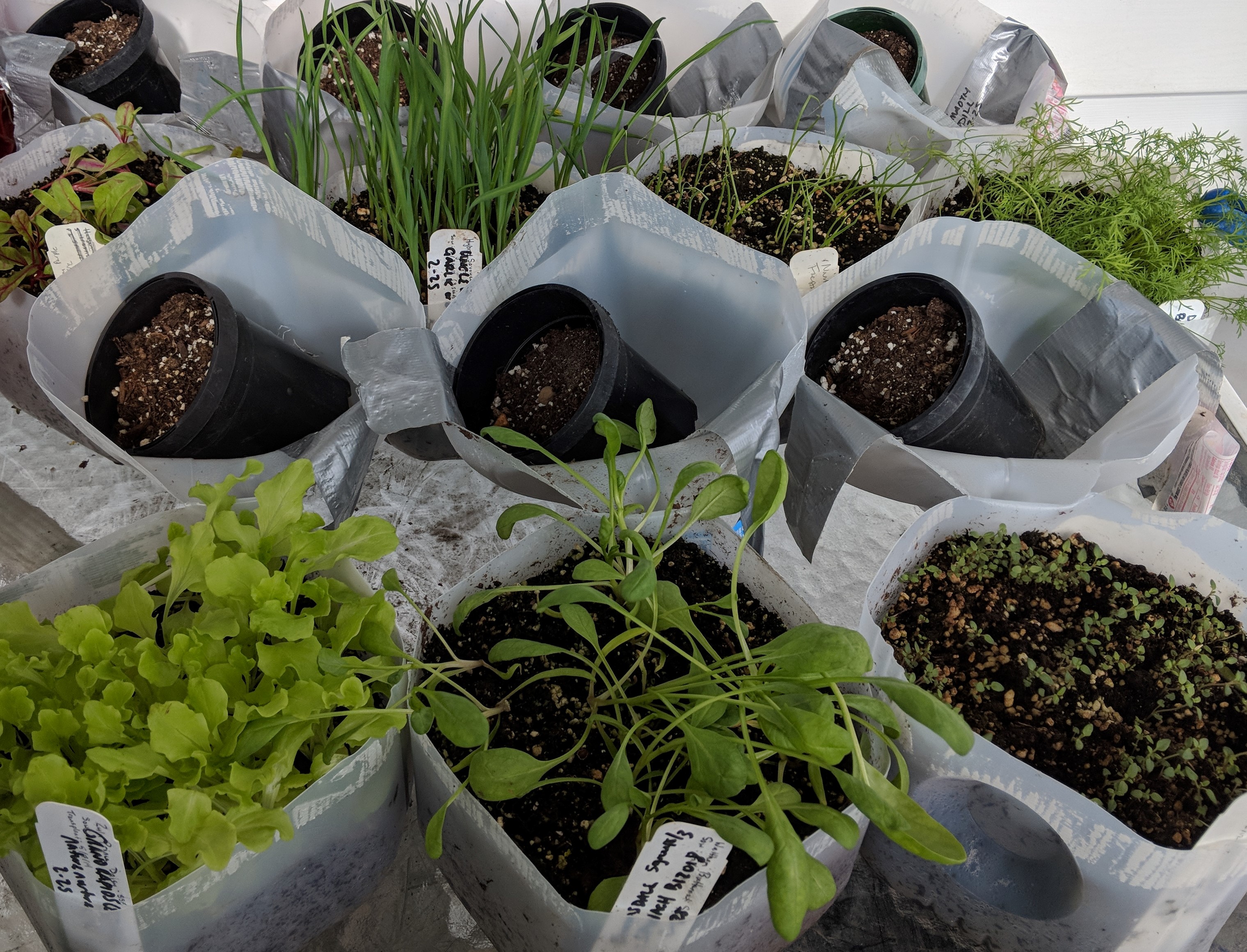 Sowing Native Seeds in Winter – East Metro Water