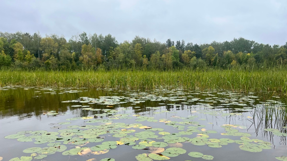 Minnesota gains wetlands but not all are created equally – East Metro Water