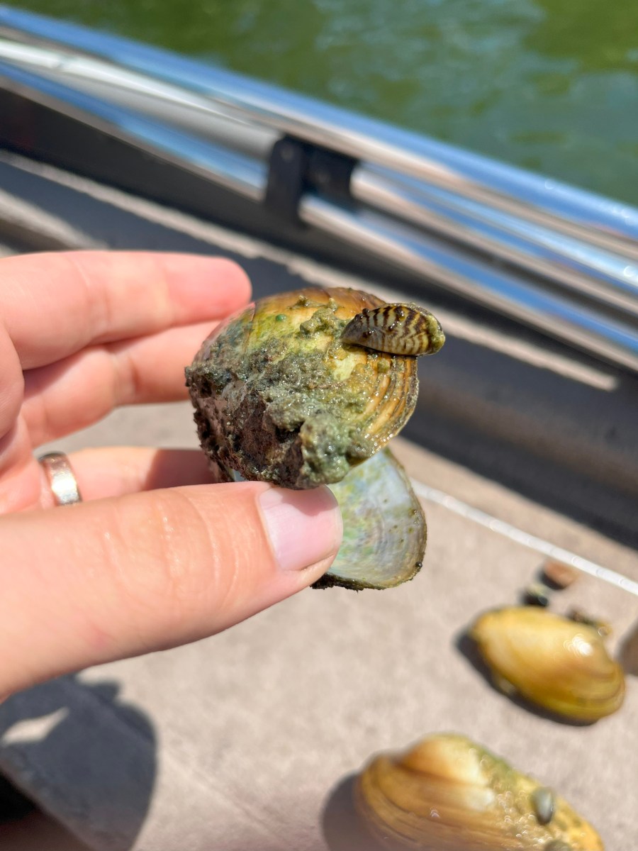 Zebra mussels found in Big Carnelian Lake – East Metro Water