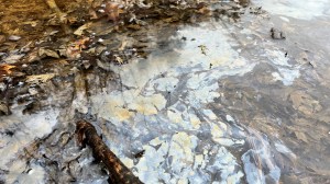 Chasing rainbows in the shallows – East Metro Water