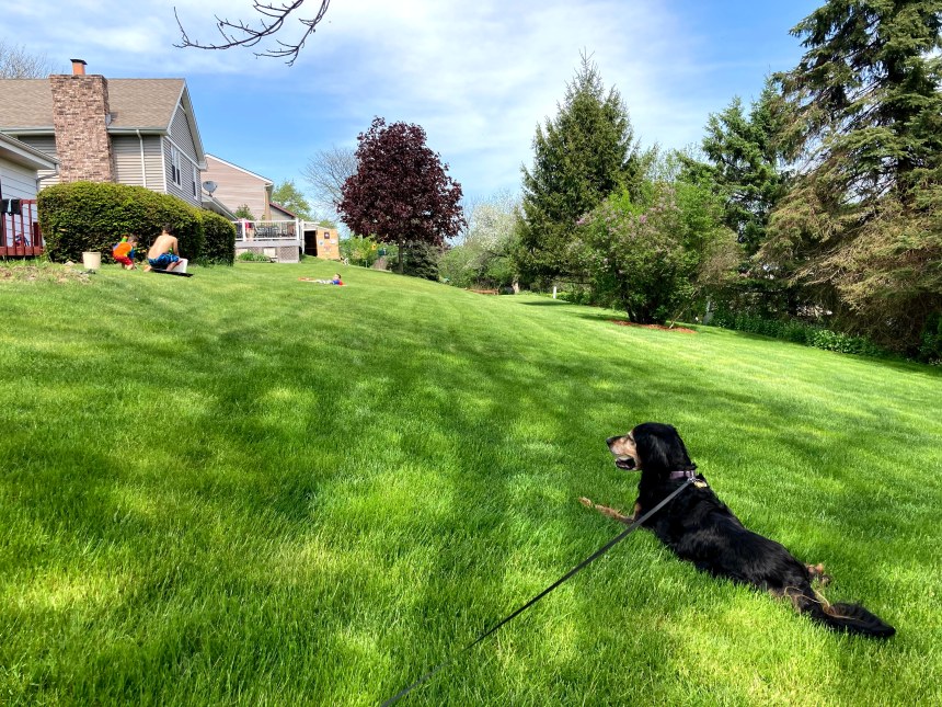 Do turf lawns protect us from ticks or make the problem worse? – East ...