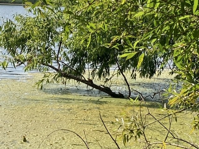 Grimy green, or clear and clean? – East Metro Water