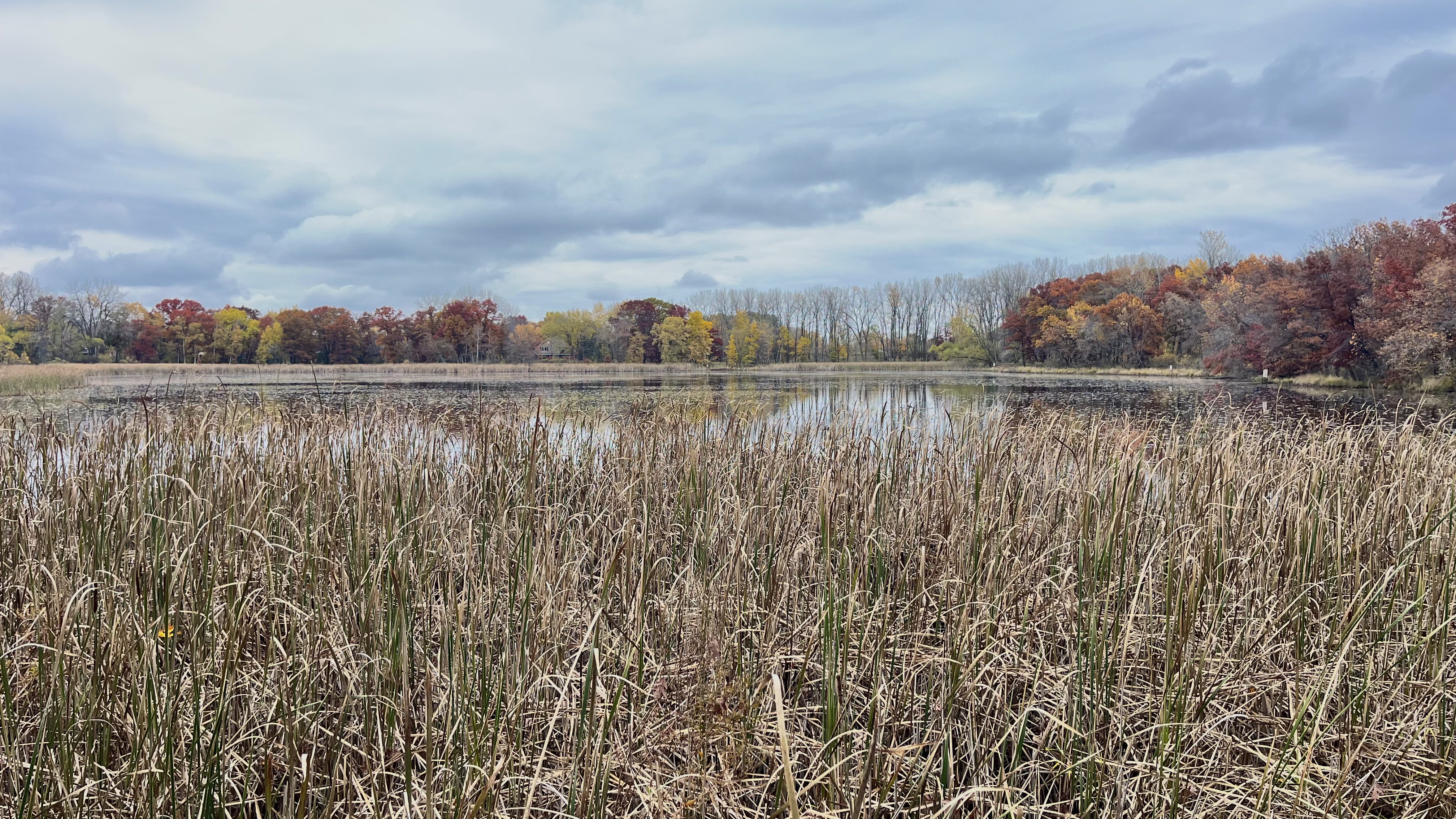 Cattails to the rescue? – East Metro Water
