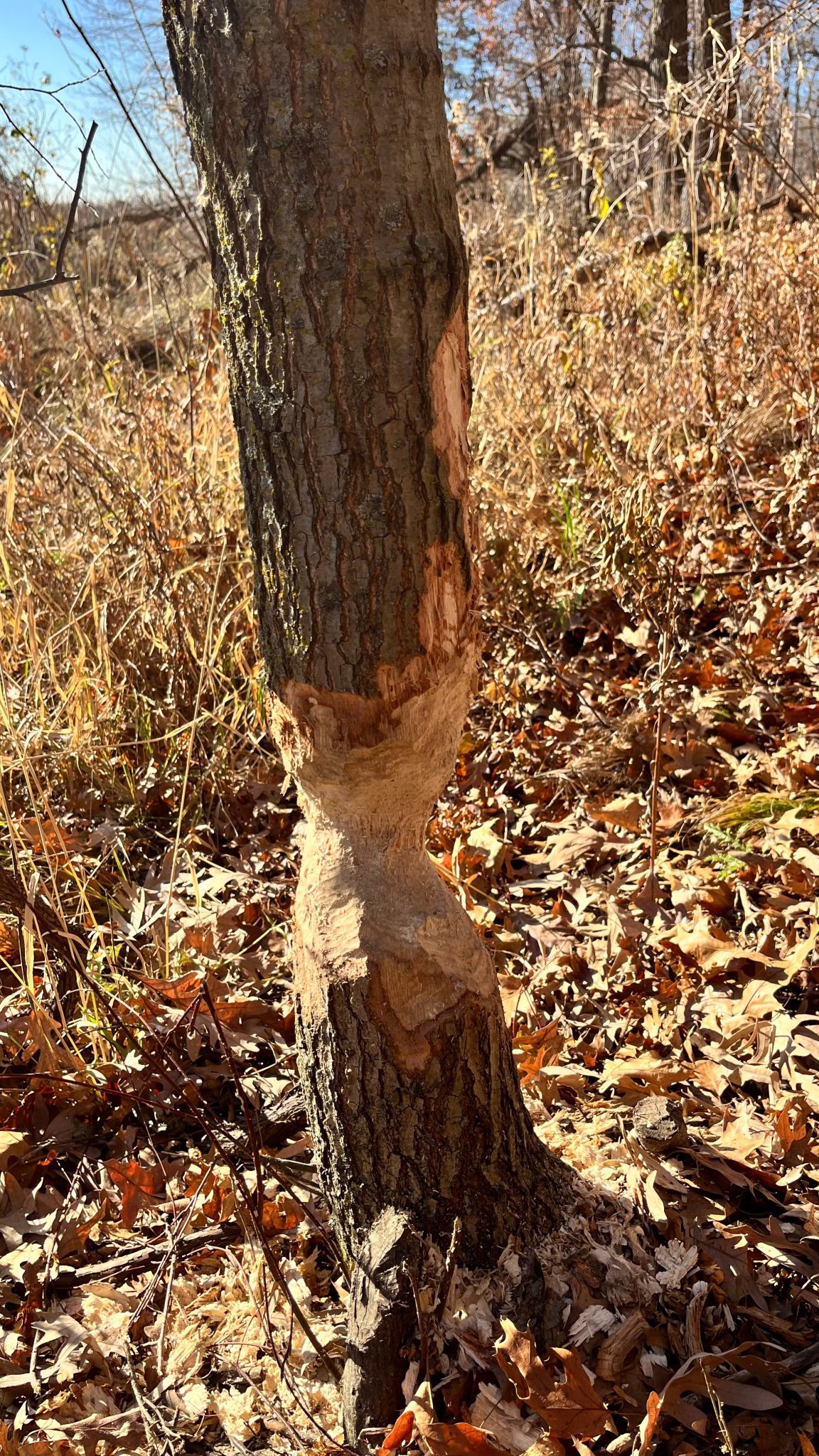 Beaver Love: A new initiative aims to help beavers and people co-exist ...