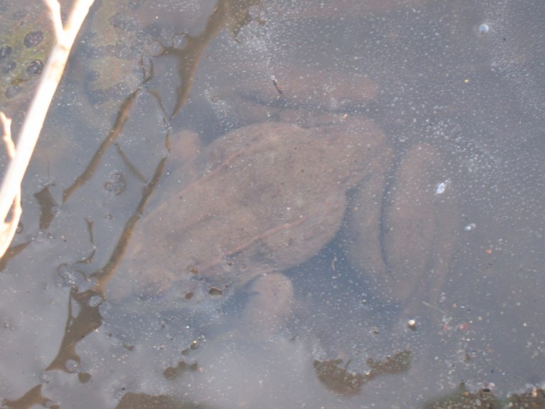 Finding frozen frogs – East Metro Water